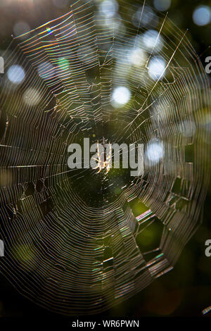 Europe, Netherlands, Zeeland, spiders web with dew drops at the nature ...