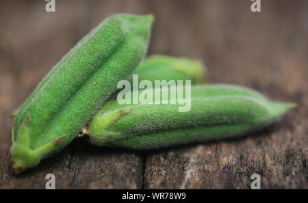 Sesame pods on plant (Sesamum indicum) - USA Stock Photo - Alamy