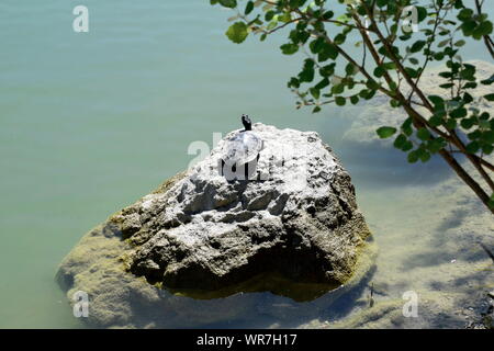 animal, trees, plants, landscape, turtle, lake, water Stock Photo - Alamy