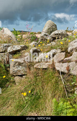 A Cornish Hedge ( Stone Wall ) with its wild flowers on the coastal ...
