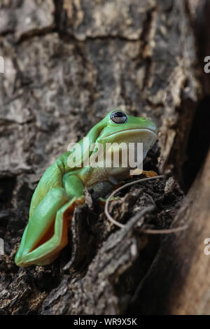 A close-up of a green frog (white-lipped tree frog) underwater in ...
