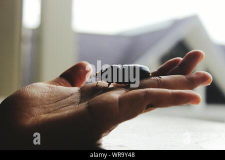 Human hand holding beetle, close-up Stock Photo - Alamy