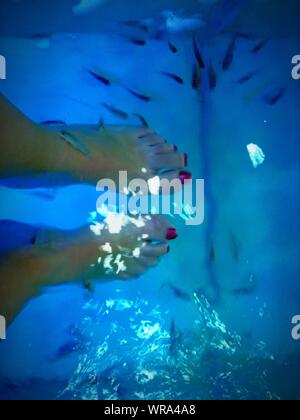 Fish eating dead skin off feet, Siem Reap, Cambodia (MR Stock Photo - Alamy