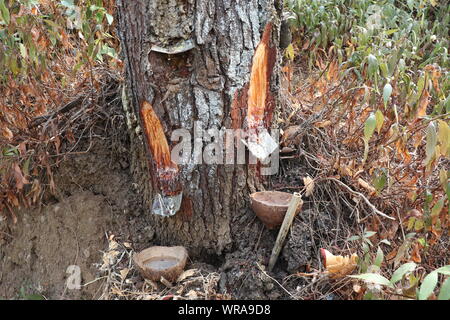 Fresh resin flows from man-made notches to the tree trunk into a ...