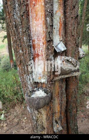 Extraction of plant gum from the rubber tree, Kerala Stock Photo - Alamy