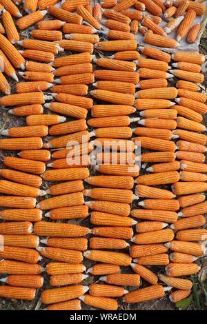 Yellow dried corn bundle together texture Stock Photo - Alamy