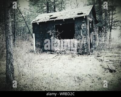 Abandoned wood cabin in the woods in autumn colors Stock Photo - Alamy