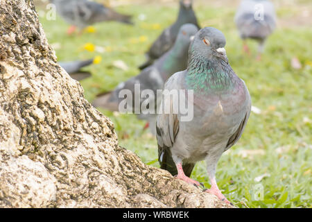 The pigeon standing under a big tree Stock Photo - Alamy