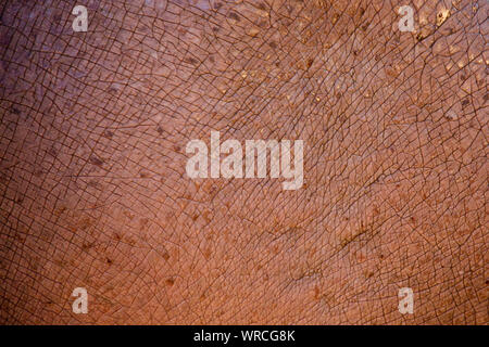 Texture Hippo Skin of Hippopotamus Stock Photo - Alamy