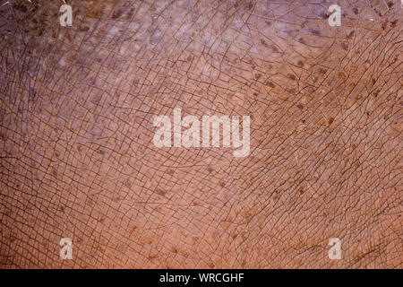 Texture Hippo Skin of Hippopotamus Stock Photo - Alamy