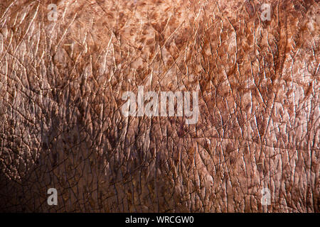 Texture Hippo Skin of Hippopotamus Stock Photo: 77787774 - Alamy