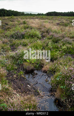 Woodland trust reserve Portmoak Moss, near Glenrothes, Scotland. Summer ...