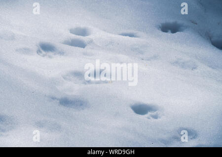 Eurasian lynx (Lynx lynx) footprints in the snow in winter, Bavarian ...
