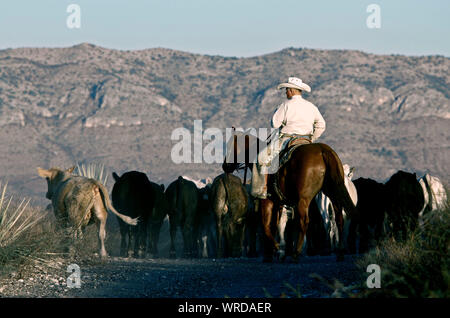 Cowboy driving cattle towards the shipping pen in early morning on a ...