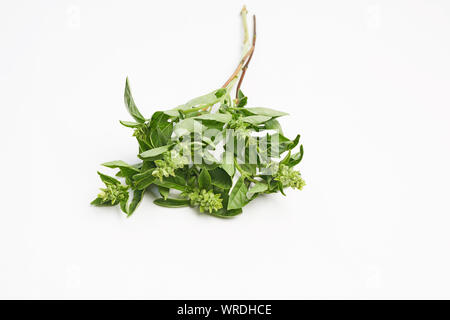 branch of green basil with inflorescences on a white background. Ocimum ...