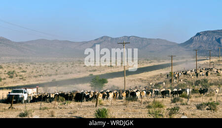 Roundup of cattle on a West Texas ranch before shipping Stock Photo - Alamy