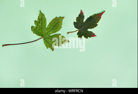 Trendy autumn background. Mint background with red leaves and blue ...