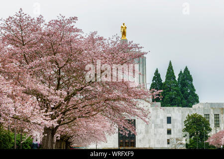 Salem, Oregon, USA - March, 8, 2016: Cherry trees blooming in park in ...
