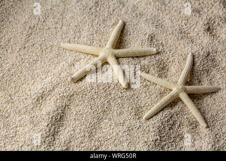 small starfish lying on the beach Stock Photo - Alamy