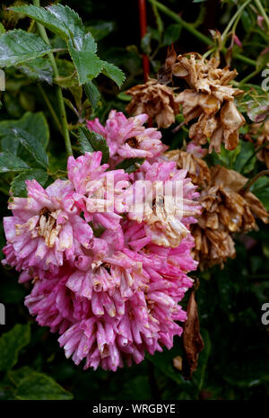 Small red roses macro in the garden. Red roses blossom, fresh natural ...