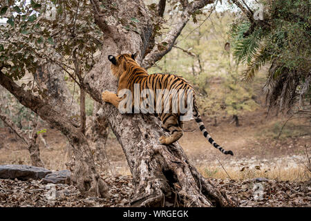 Tiger Climbing up a tree Stock Photo - Alamy