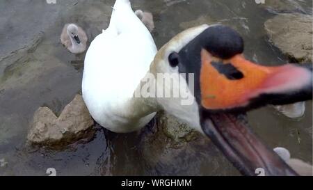 A close up of a swan cygnet with its mouth open showing his/her tongue ...