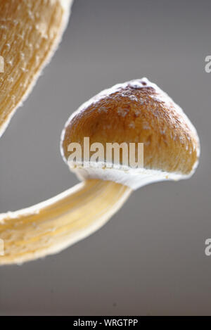 The Ecuador magic mushroom is a psilocybe cubensis, a specie of ...