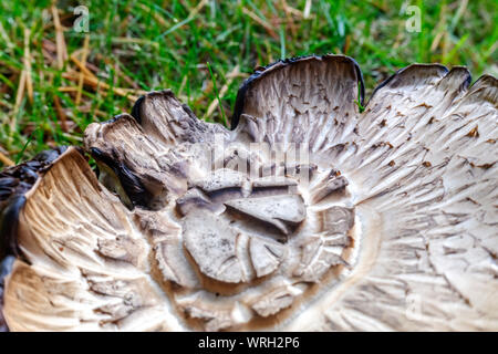 Mushroom of intense color, Macrolepiota procera Stock Photo - Alamy