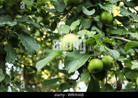 Organic Apples grow without chemicals on the tree, Natural Green apples ...
