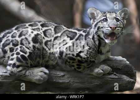 Leopard takes a break Stock Photo - Alamy
