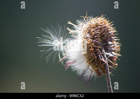 Thistle in Yellowstone Stock Photo - Alamy