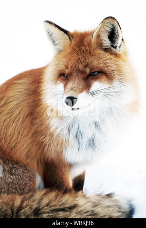 Close up of a Red Fox covered in Frost along the Dempster Highway ...