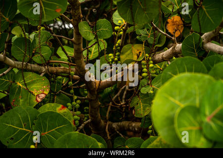 A wonderful Sea Grape plant growing near the Gulf of Mexico Stock Photo ...