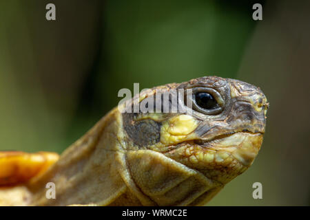 Western Herman’s Tortoise (Testudo hermanni hermanni). Close up of the ...