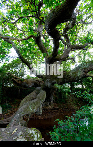 Tree of the year,Oak,Tree,Dragon,Tree, Brightstone,Isle of Wight ...
