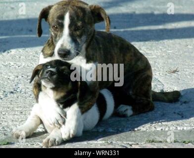 two dogs mating - copulation, animals mating Stock Photo - Alamy