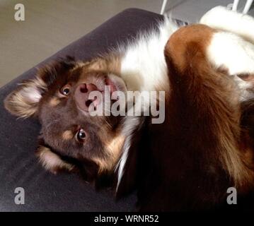 The back of head of a dog watching .Back of dogs head, Portrait of ...