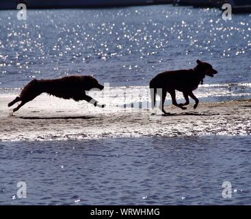 two dogs chasing each other Stock Photo - Alamy