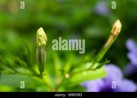 Ruellia tuberosa flower blooming, Bokeh green garden background, Close ...