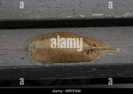 Praying mantis or mantid egg nest or ootheca plural oothecae very close ...