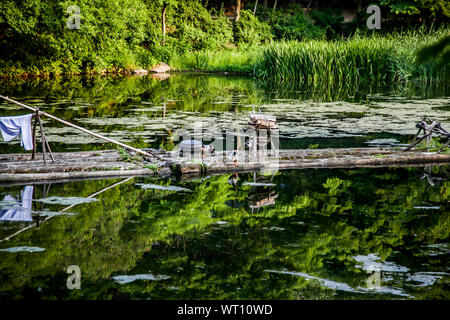 logs floating on a river in Indonesia, Borneo awaiting journey to ply ...