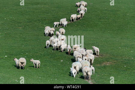 Sheep following each other Stock Photo - Alamy