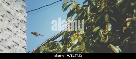 Flying Tree Sparrow Stock Photo - Alamy
