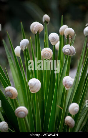 Snails with shell and flower on white background Stock Photo - Alamy