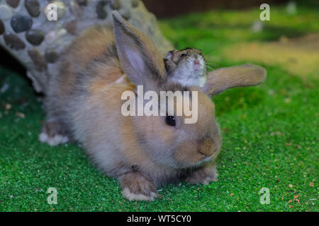 Beautiful, young, tricolor, little rabbit and Jungar hamster. Friends ...