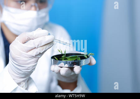 Biochemistry specialist experiment on Natural organic botany and ...