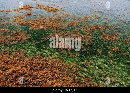 Algae floating on water Stock Photo - Alamy