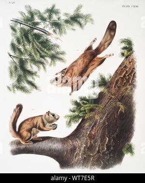 1. Pteromys sabrinus, Severn River Flying Squirrel; 2. Pteromys alpinus ...