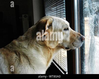 Dog looking through window blinds; Winnipeg, Manitoba, Canada Stock ...