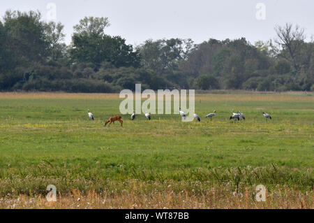 Jerichow, Germany. 29th Aug, 2019. Cranes and a deer graze together ...